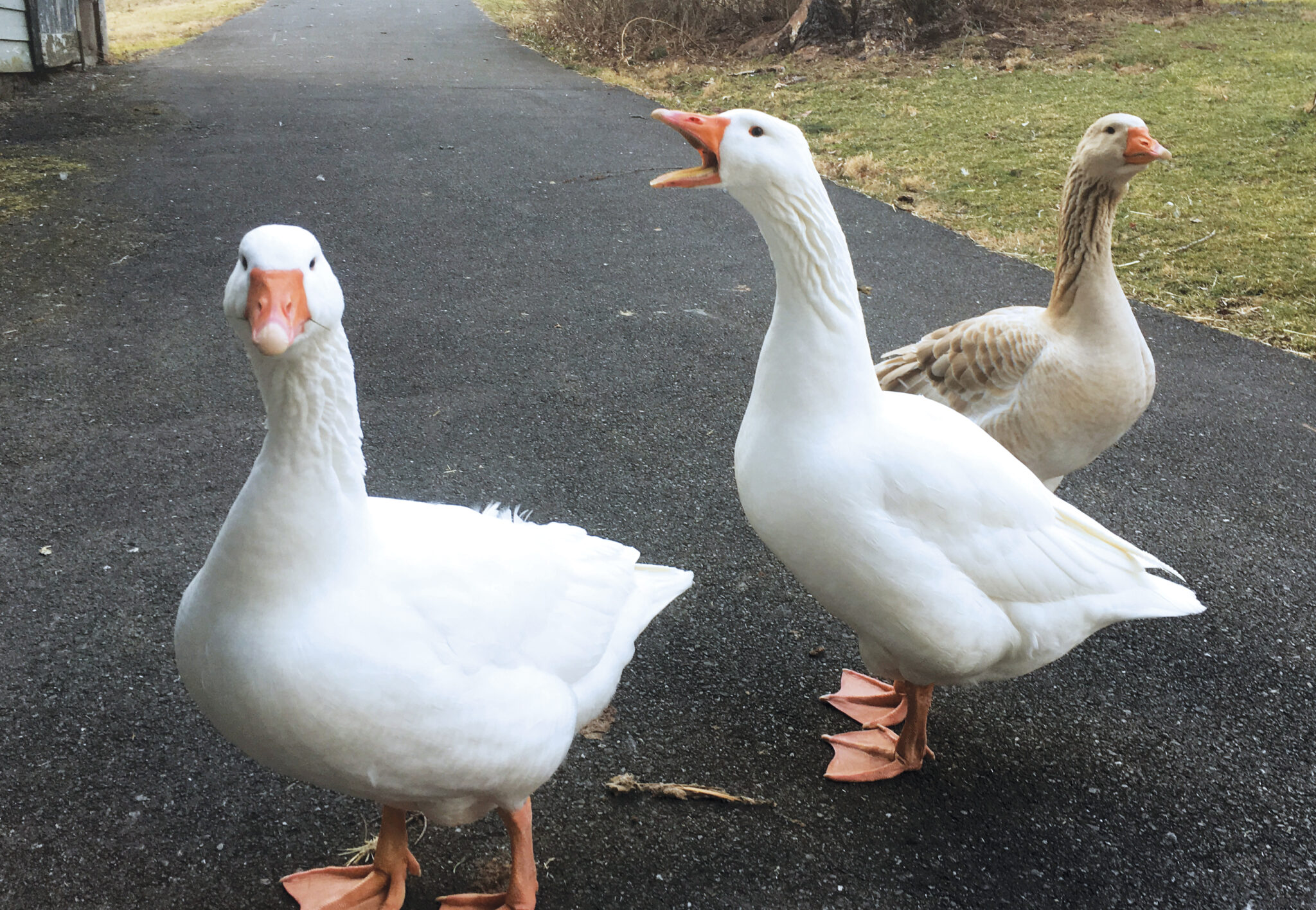 Geese Breeds: Which Ones Are Best for You? - Backyard Poultry